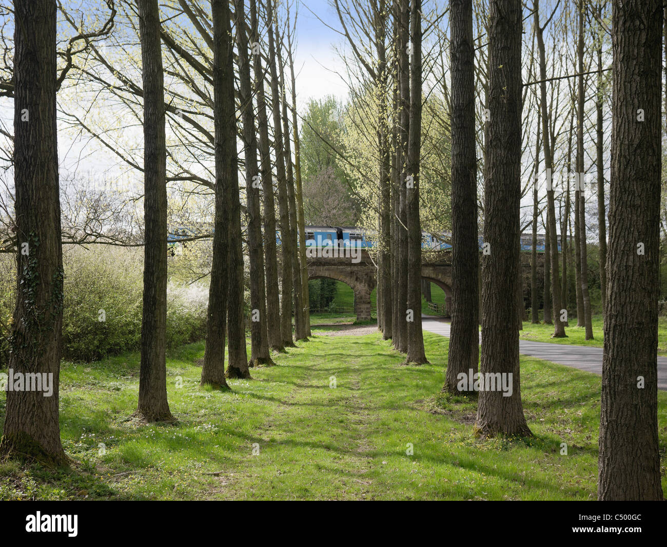 tree lined road lane umberslade warwickshire Stock Photo - Alamy