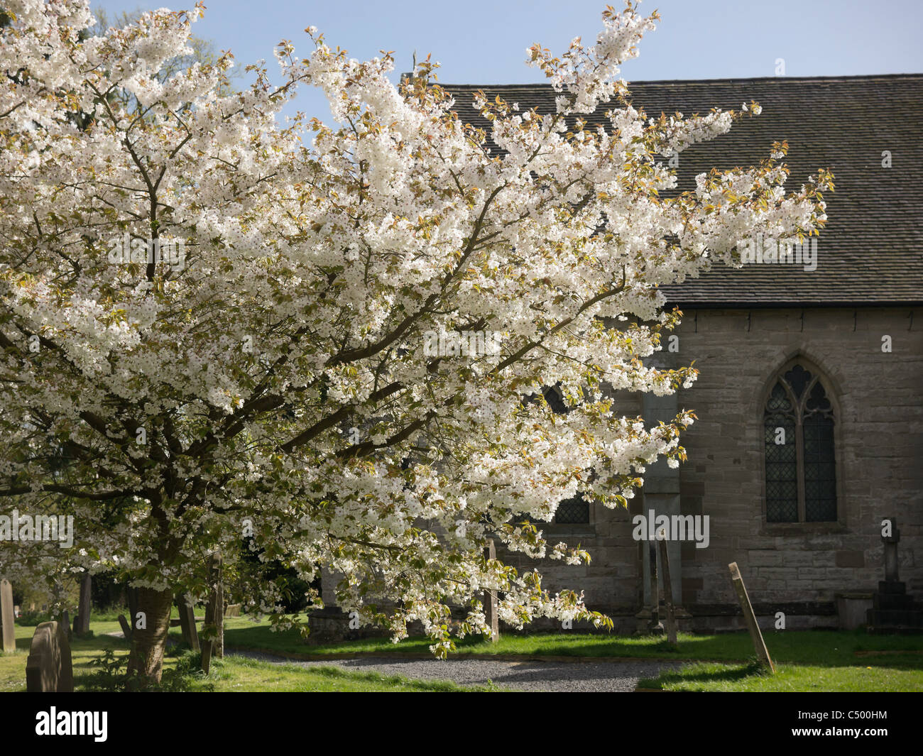 blossom spring springtime tree trees Stock Photo - Alamy