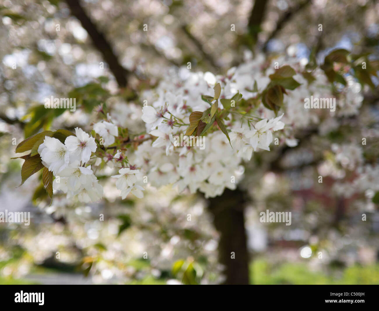 blossom spring springtime tree trees Stock Photo - Alamy