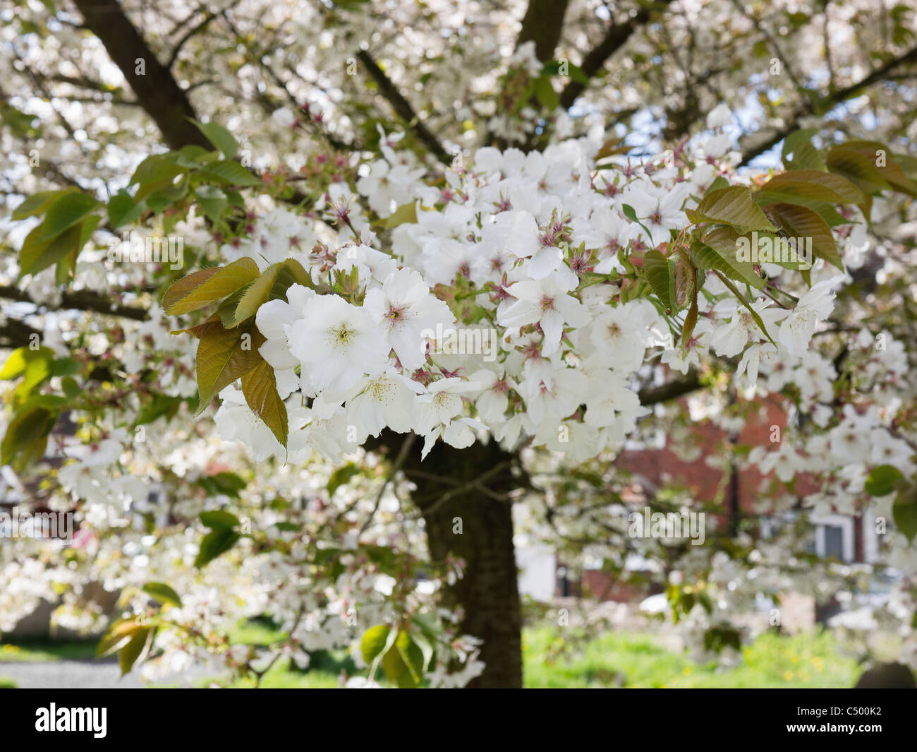 blossom spring springtime tree trees Stock Photo - Alamy