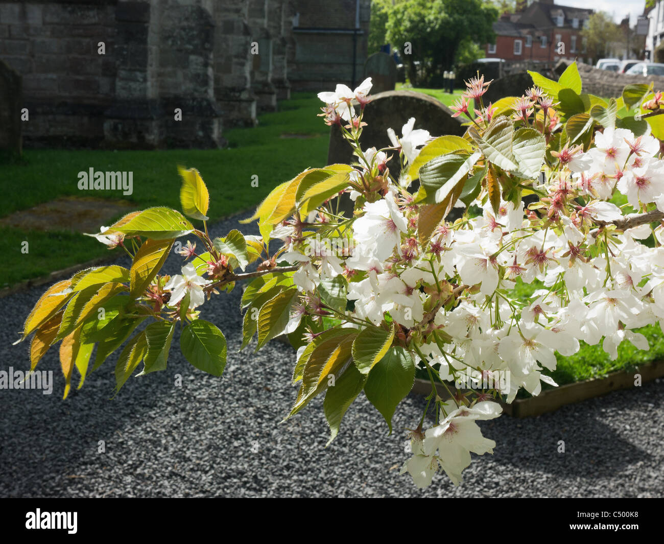 blossom spring springtime tree trees Stock Photo - Alamy