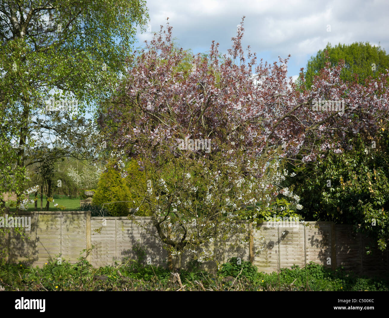 blossom spring springtime tree trees Stock Photo - Alamy