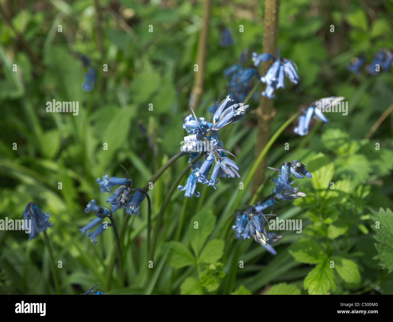 bluebell bluebells wood forest Stock Photo - Alamy