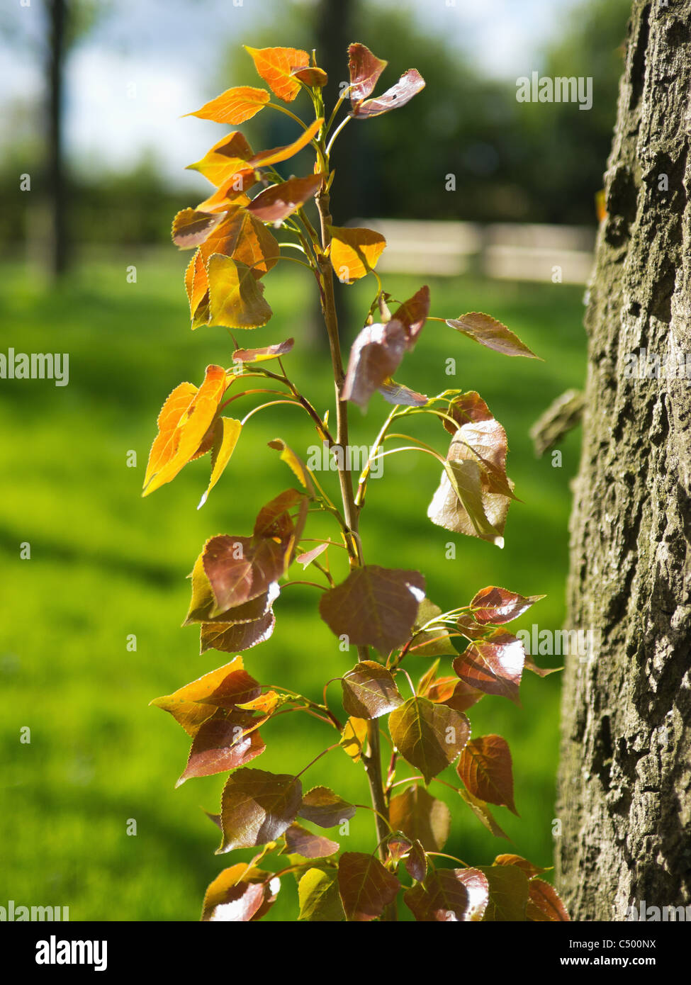 a view of a wood or a forest with trees and leaves Stock Photo - Alamy