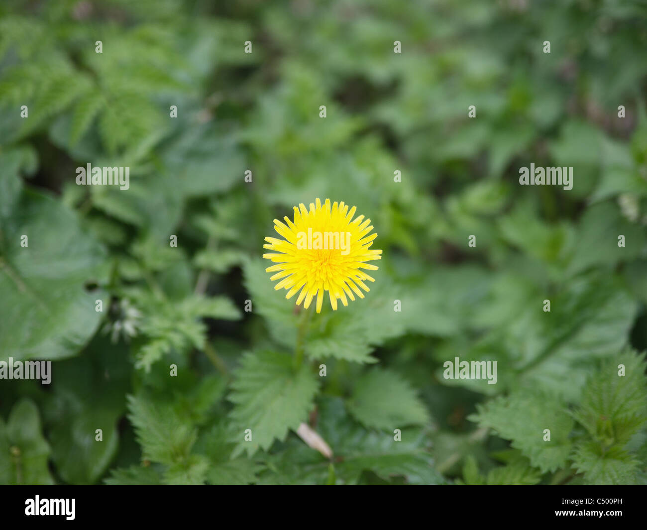 Yellow dandelion wild flowers growing wild in the countryside Stock ...