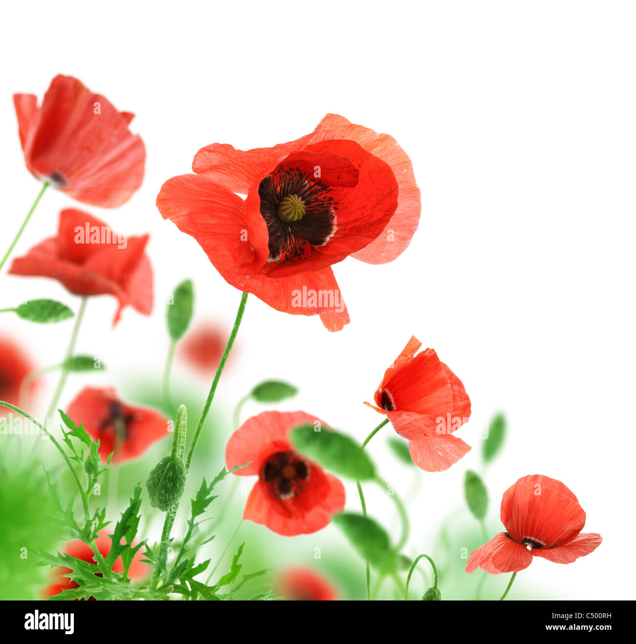Beautiful red poppies isolated on a white background Stock Photo - Alamy