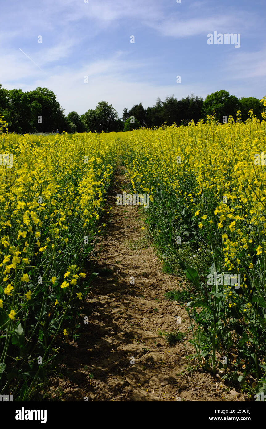 farm crops field agriculture warwickshire uk england Stock Photo - Alamy