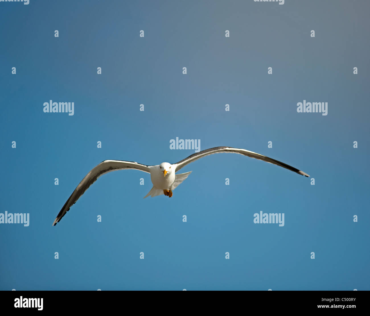 Great Black Backed Gull on the wing, Isle of Mull, Scotland. SCO 7379 ...