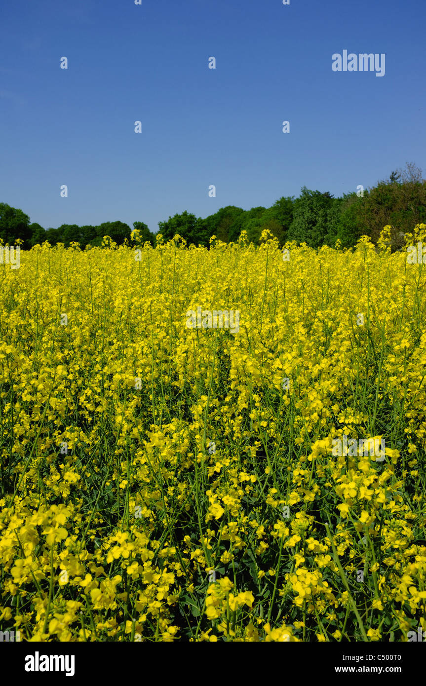 farm crops field agriculture warwickshire uk england Stock Photo - Alamy