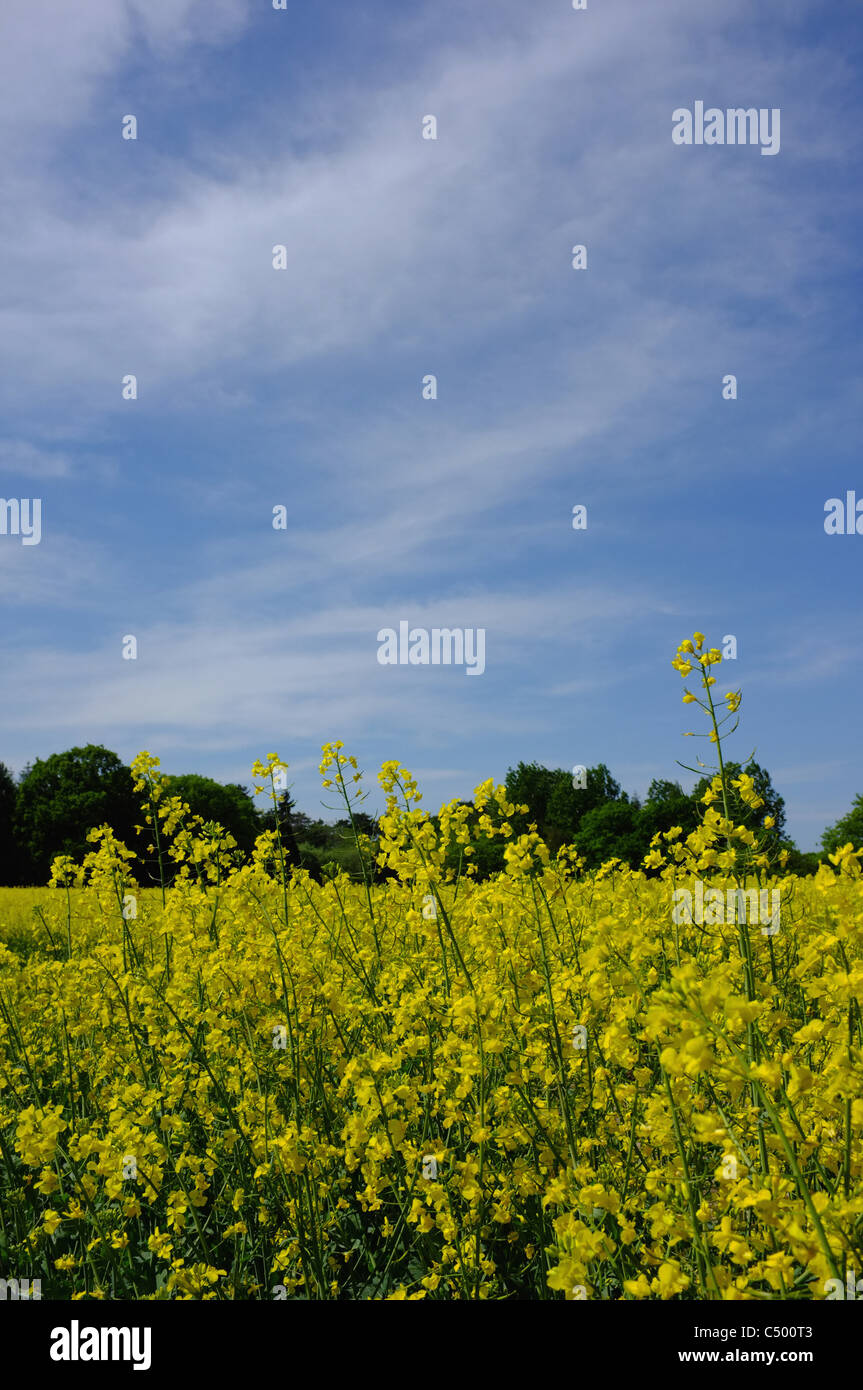 farm crops field agriculture warwickshire uk england Stock Photo - Alamy