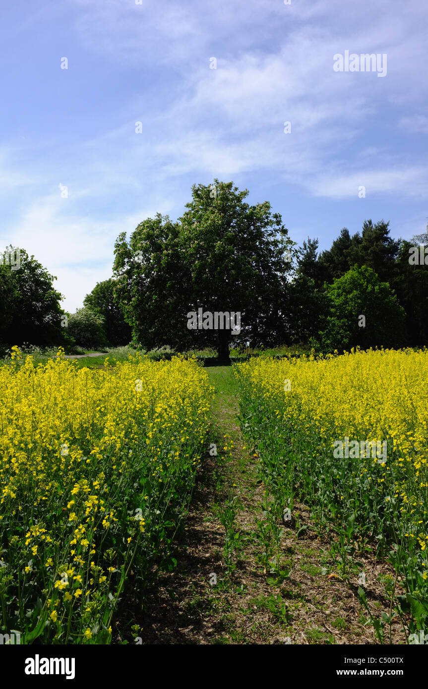 farm crops field agriculture warwickshire uk england Stock Photo - Alamy