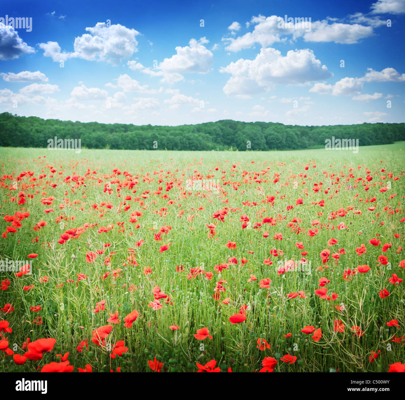 Field of wild poppy flowers on blue sky background Stock Photo - Alamy