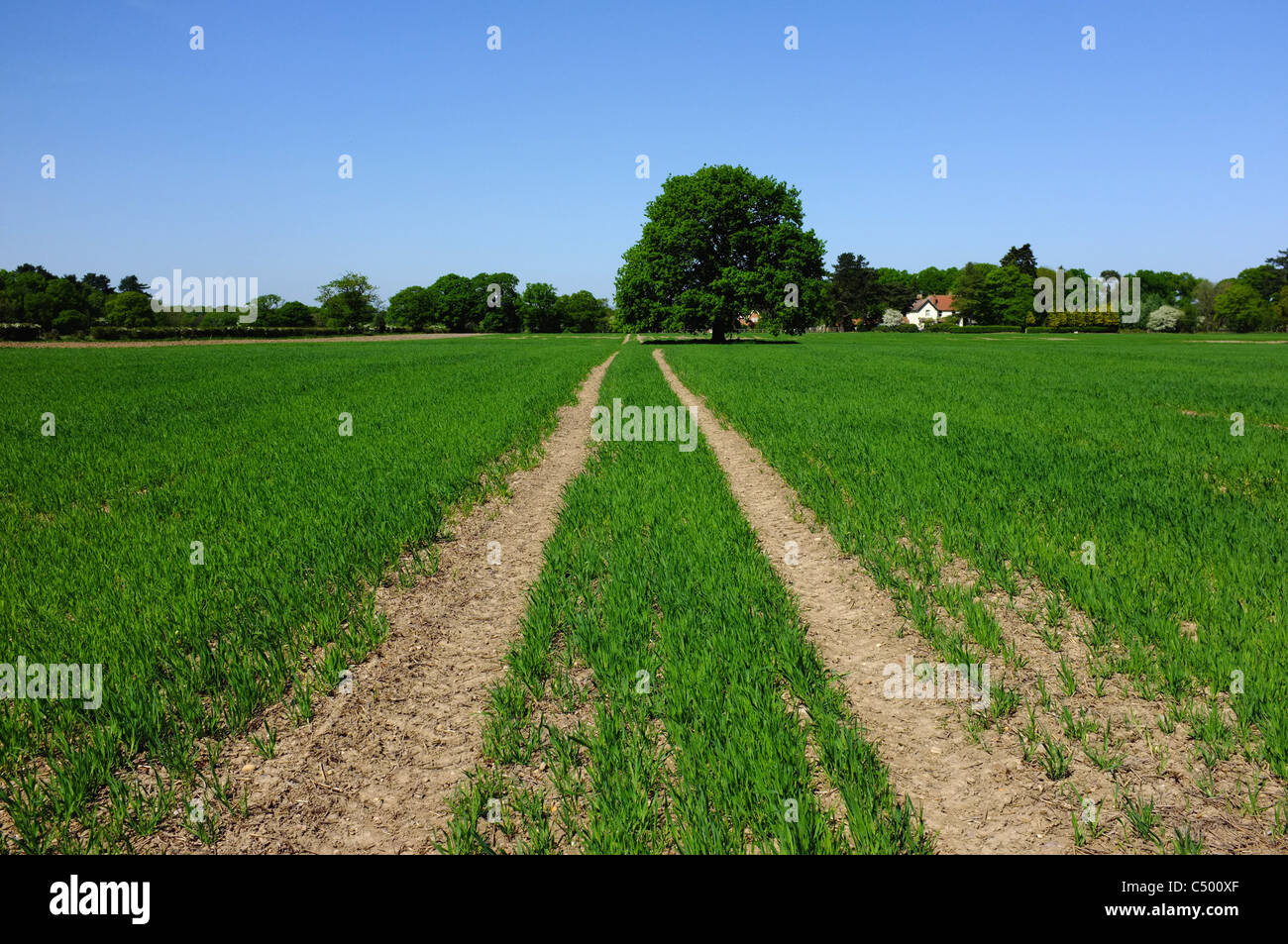 farm crops field agriculture warwickshire uk england Stock Photo - Alamy