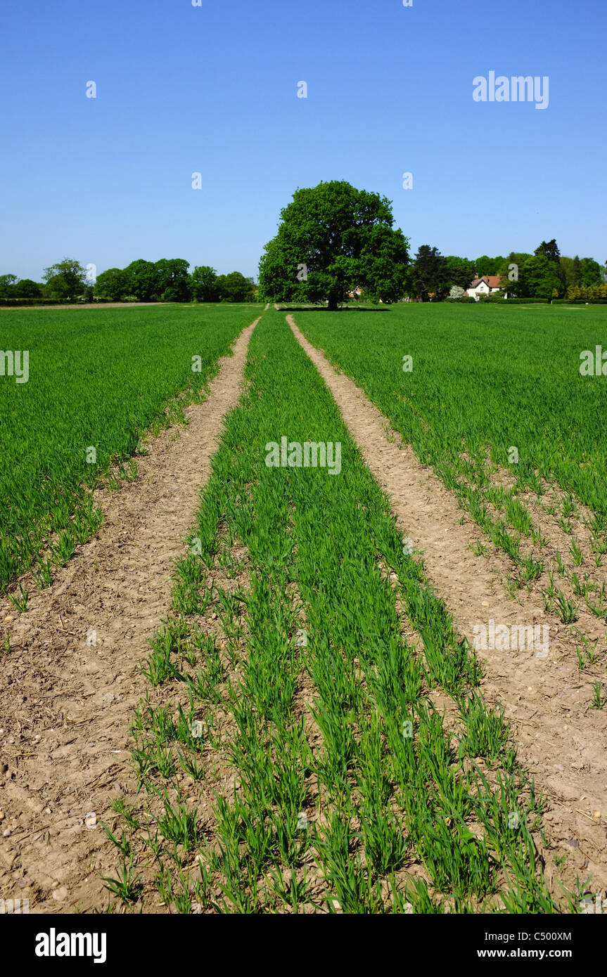farm crops field agriculture warwickshire uk england Stock Photo - Alamy
