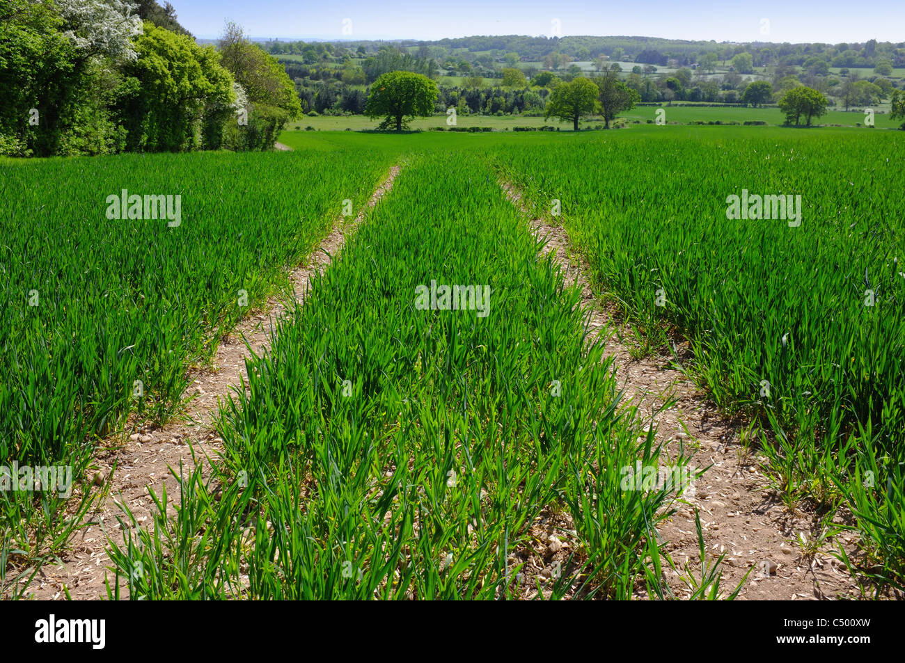 farm crops field agriculture warwickshire uk england Stock Photo - Alamy