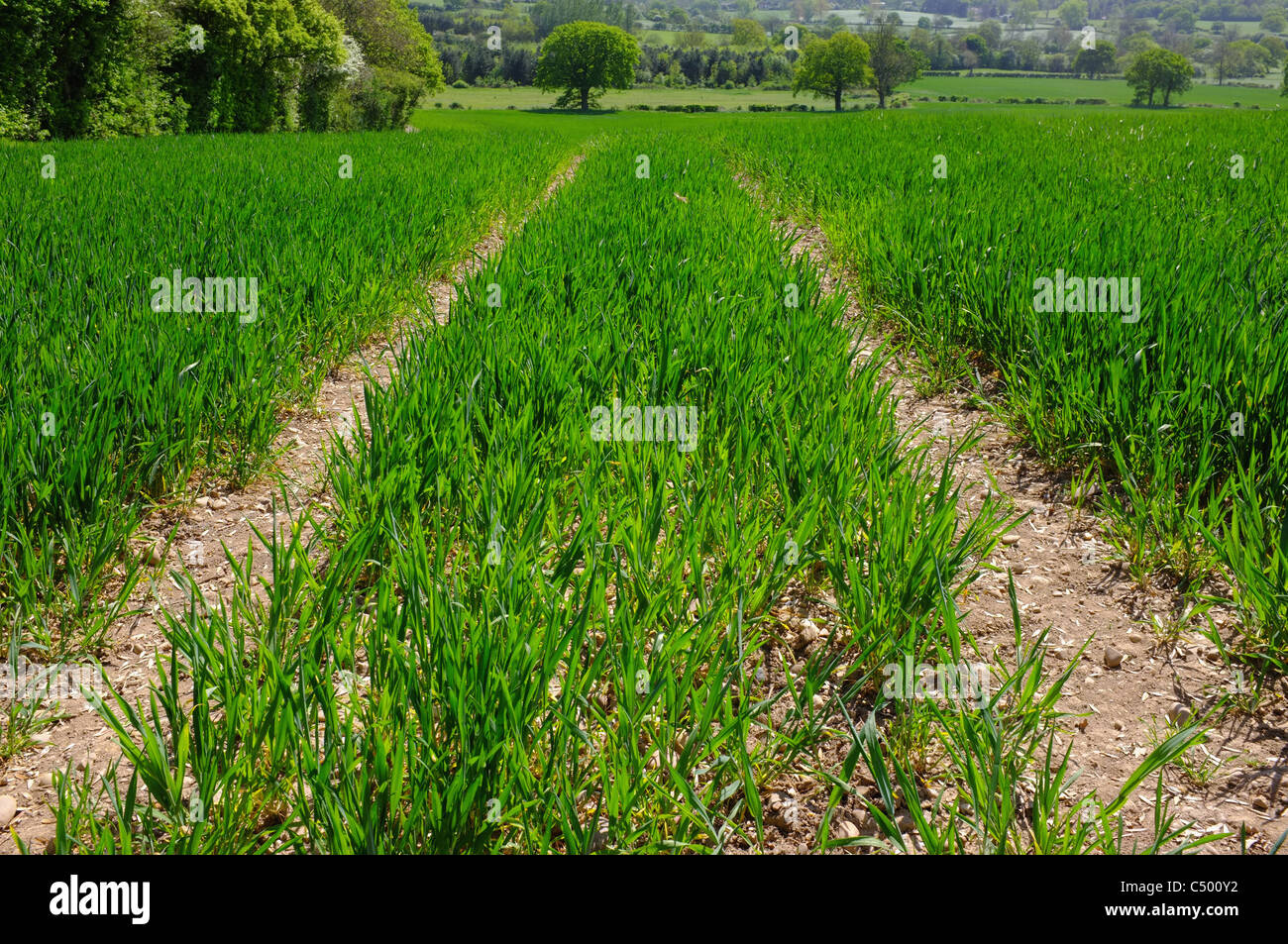 farm crops field agriculture warwickshire uk england Stock Photo - Alamy