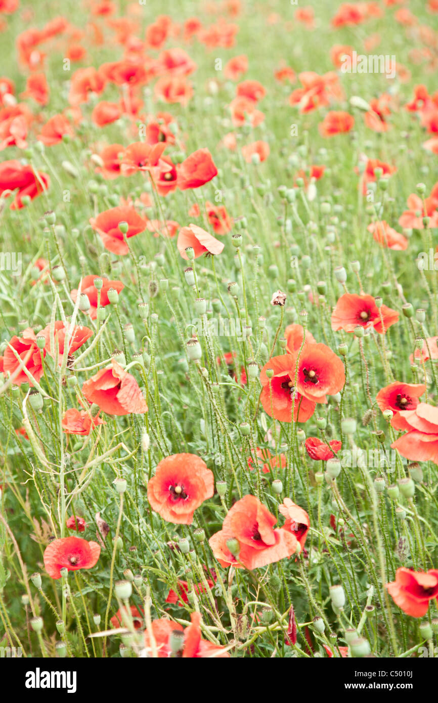 Field of wild poppy flowers Stock Photo - Alamy