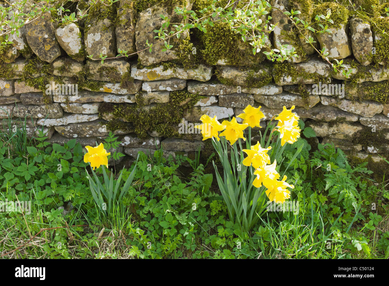 Yellow daffodil wild flowers growing wild in a village Stock Photo - Alamy