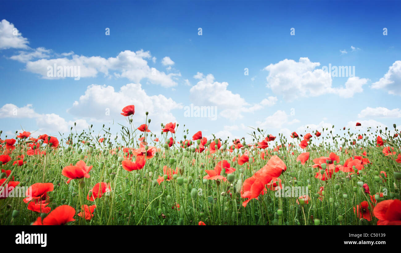 Wild poppy flowers on blue sky background Stock Photo - Alamy