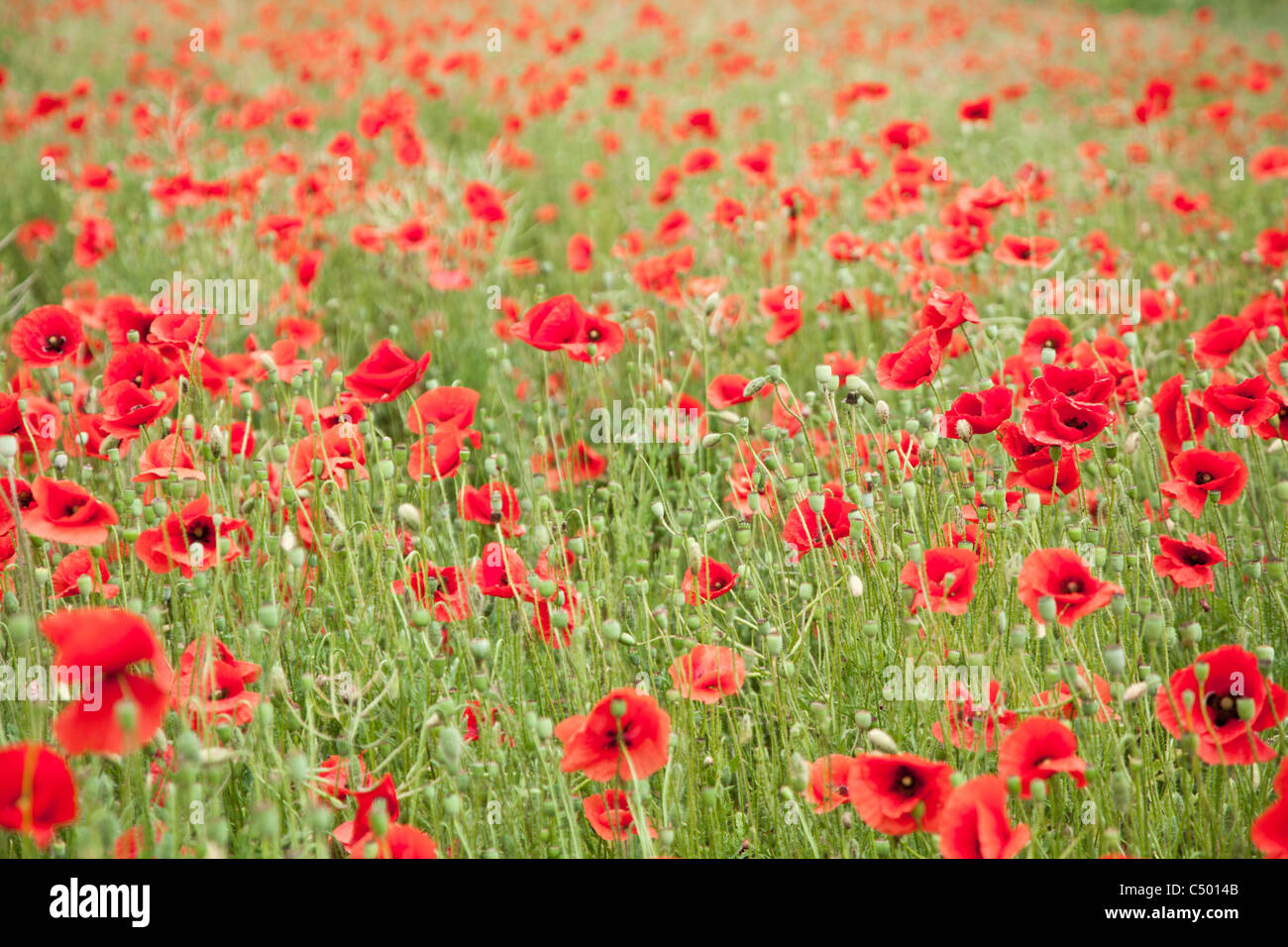 Field of wild poppy flowers Stock Photo - Alamy