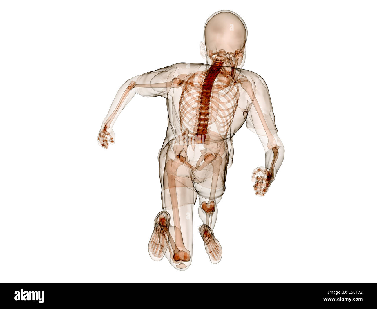 Running skeleton hi-res stock photography and images - Alamy