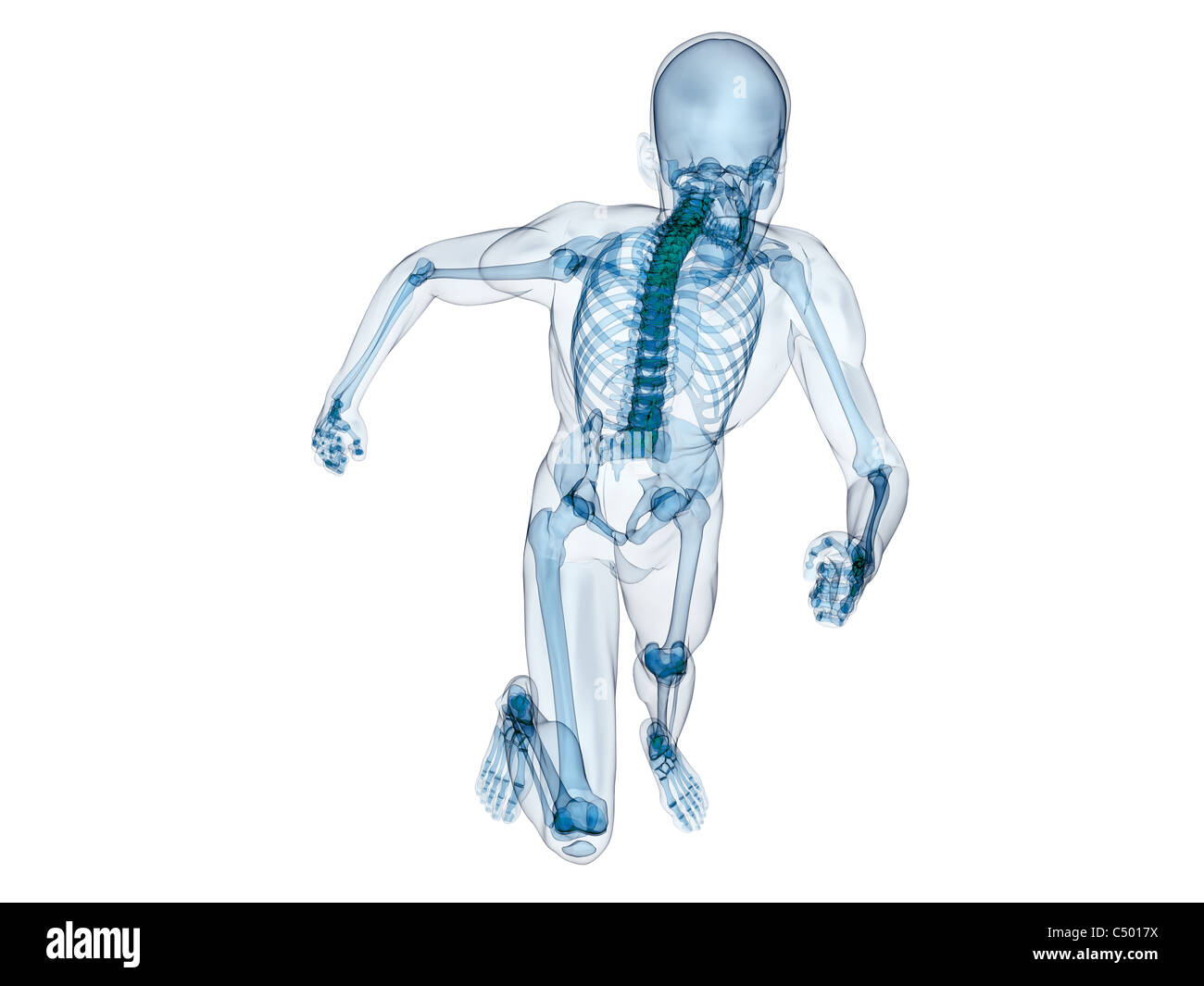 Running skeleton Cut Out Stock Images & Pictures - Alamy