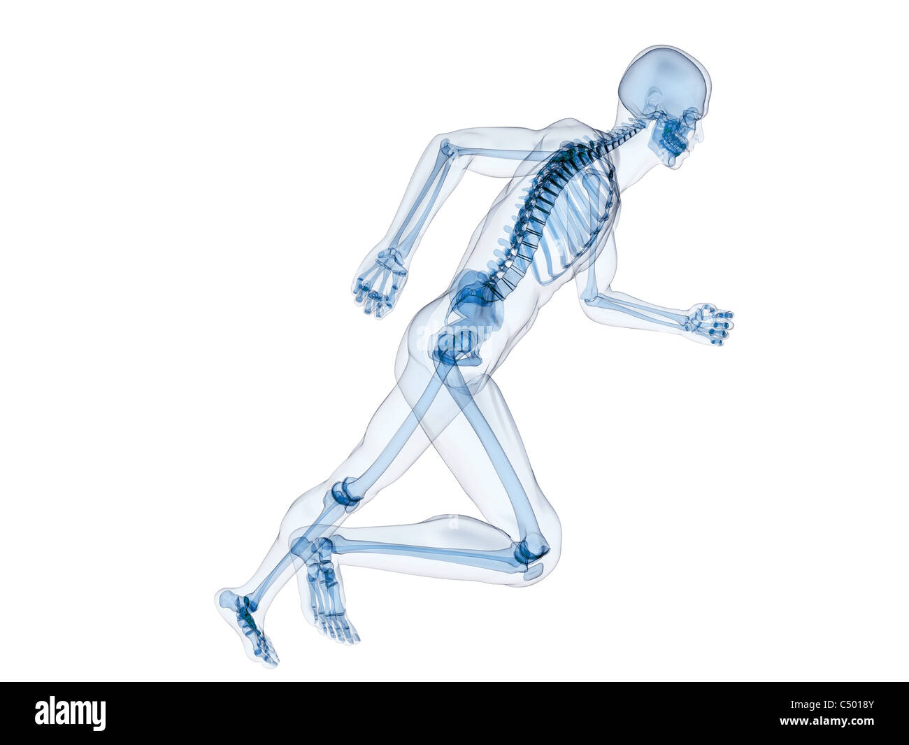 running skeleton Stock Photo: 37495051 - Alamy