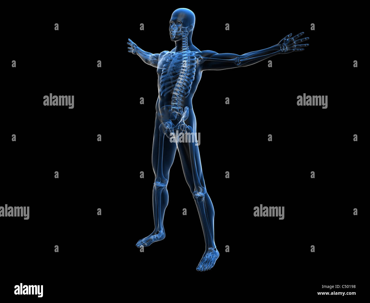 Human Transparent Anatomy High Resolution Stock Photography and Images ...