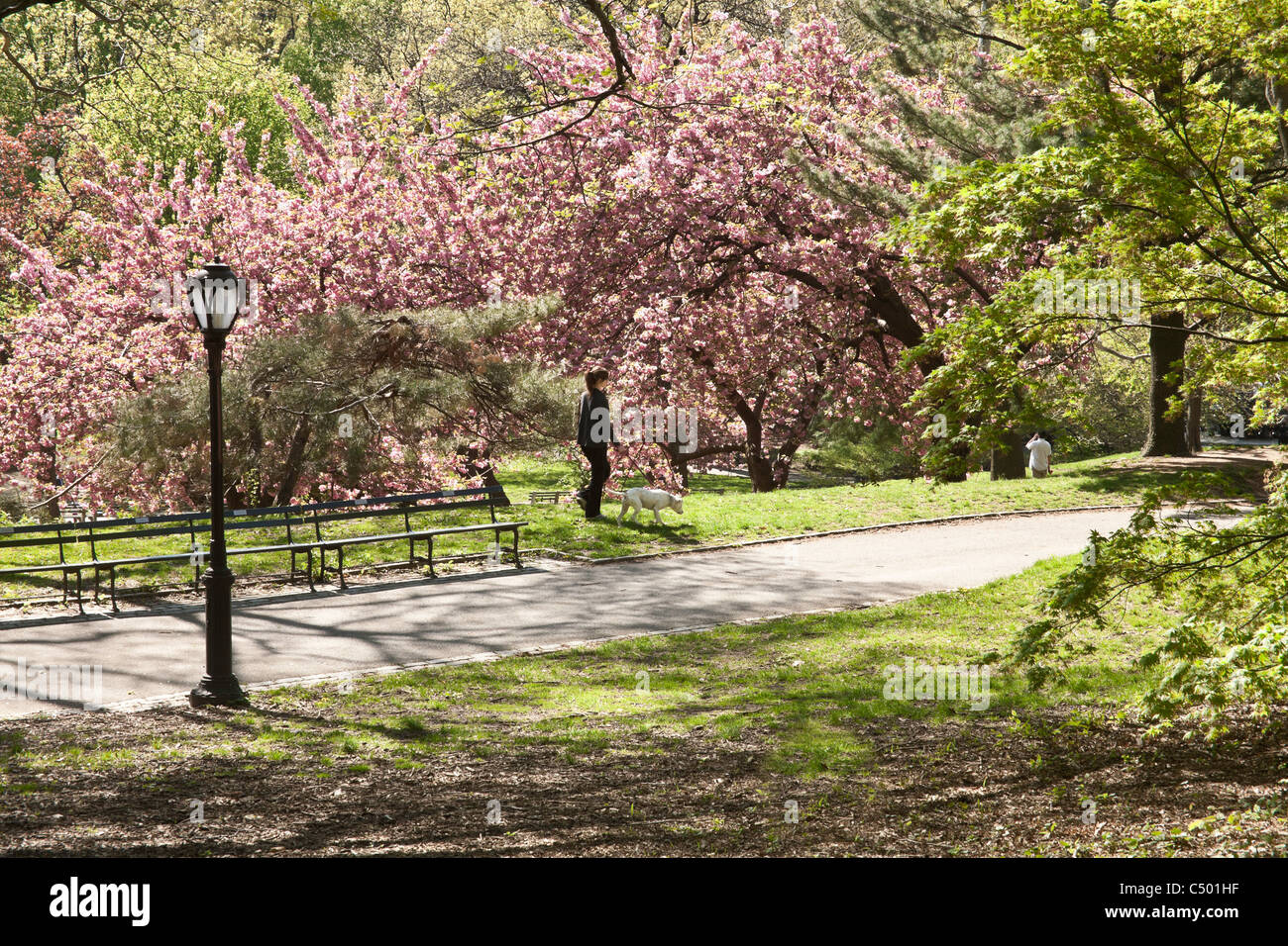 Springtime in Central Park, NYC Stock Photo - Alamy