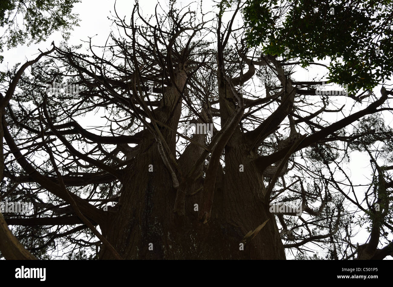 Gothic silhouette hi-res stock photography and images - Alamy