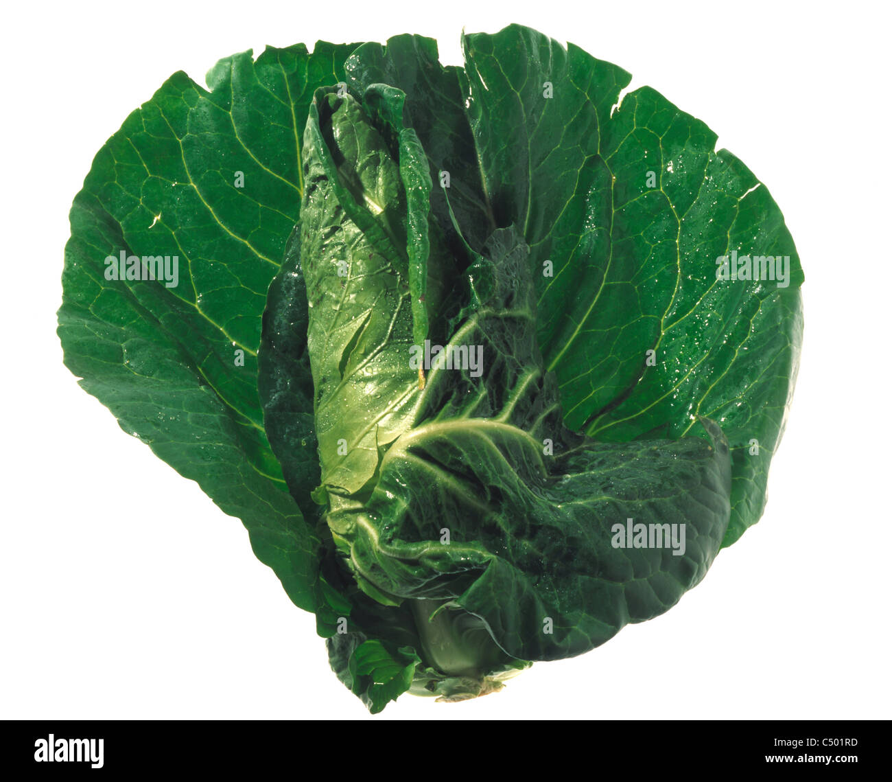 Cabbagecut hi-res stock photography and images - Alamy