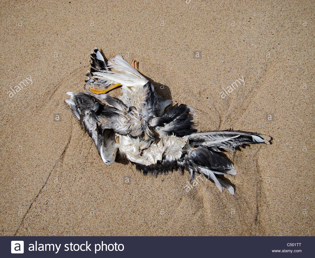Dead Seagull Stock Photos & Dead Seagull Stock Images - Alamy