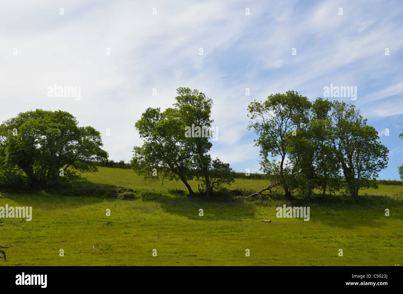 Trees on a hillside Stock Photo - Alamy