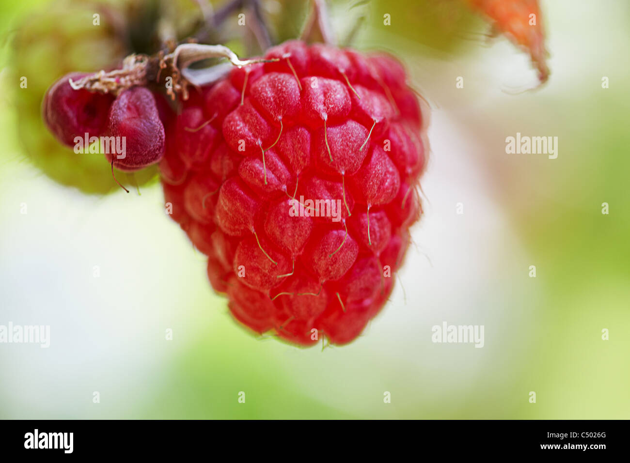 red ripe raspberries Stock Photo - Alamy