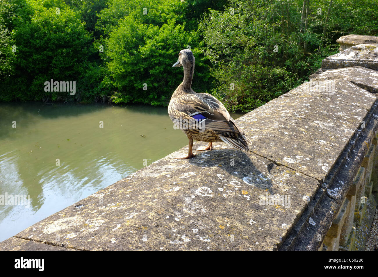 An ornamental bridge on a country estate Stock Photo - Alamy
