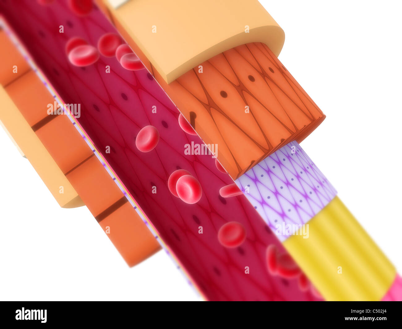 Artery cut off Stock Photo - Alamy