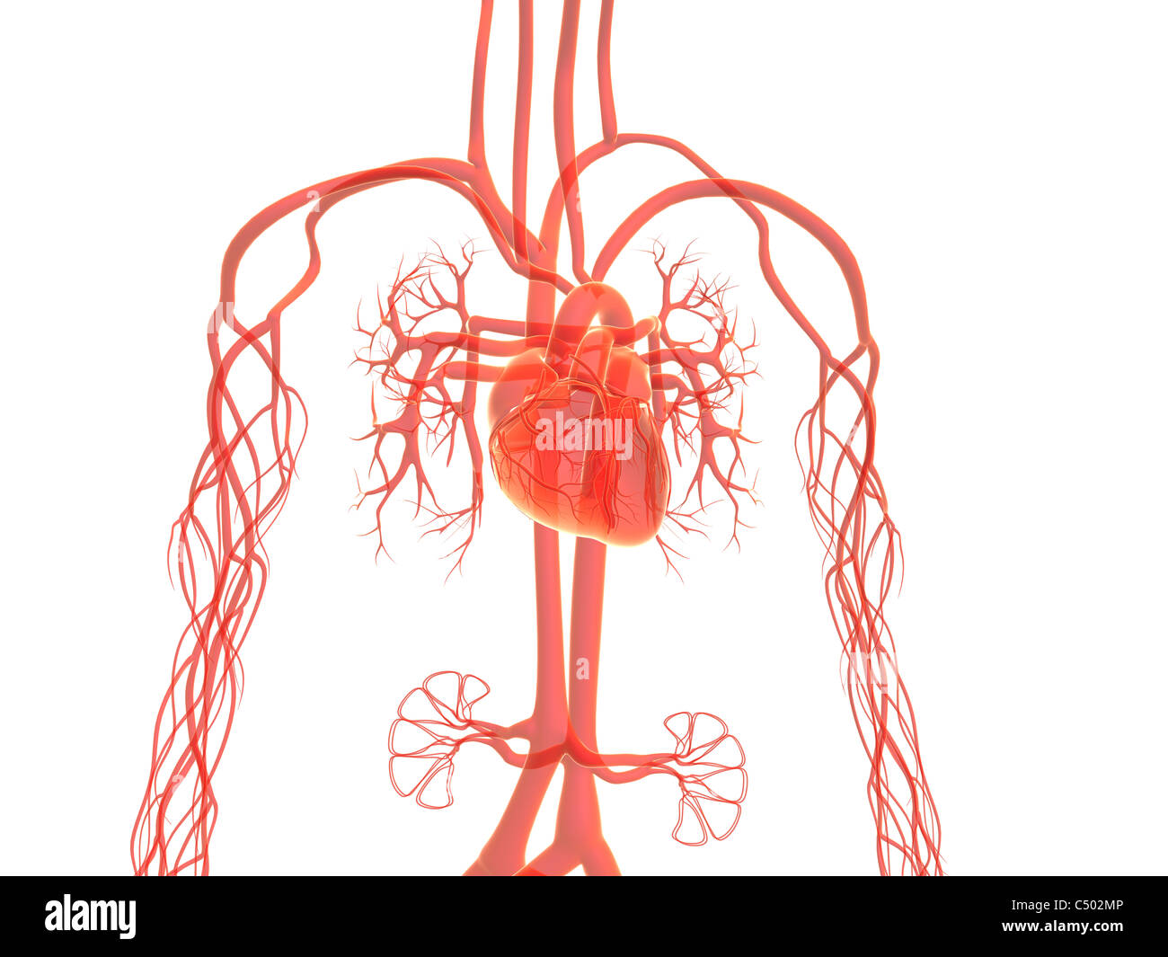 Vascular System High Resolution Stock Photography and Images - Alamy