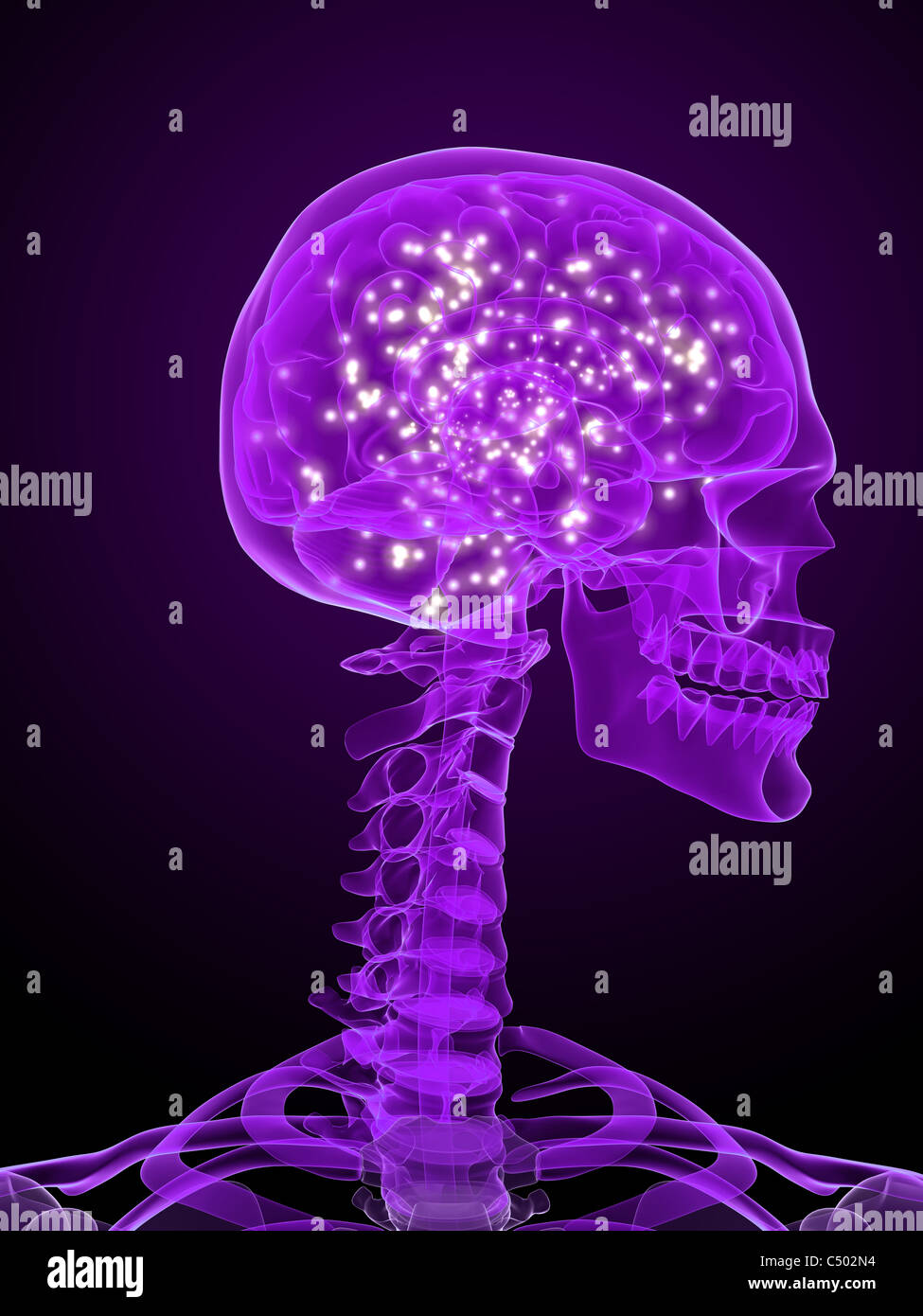 Brain Nerve Cell 3d High Resolution Stock Photography and Images - Alamy