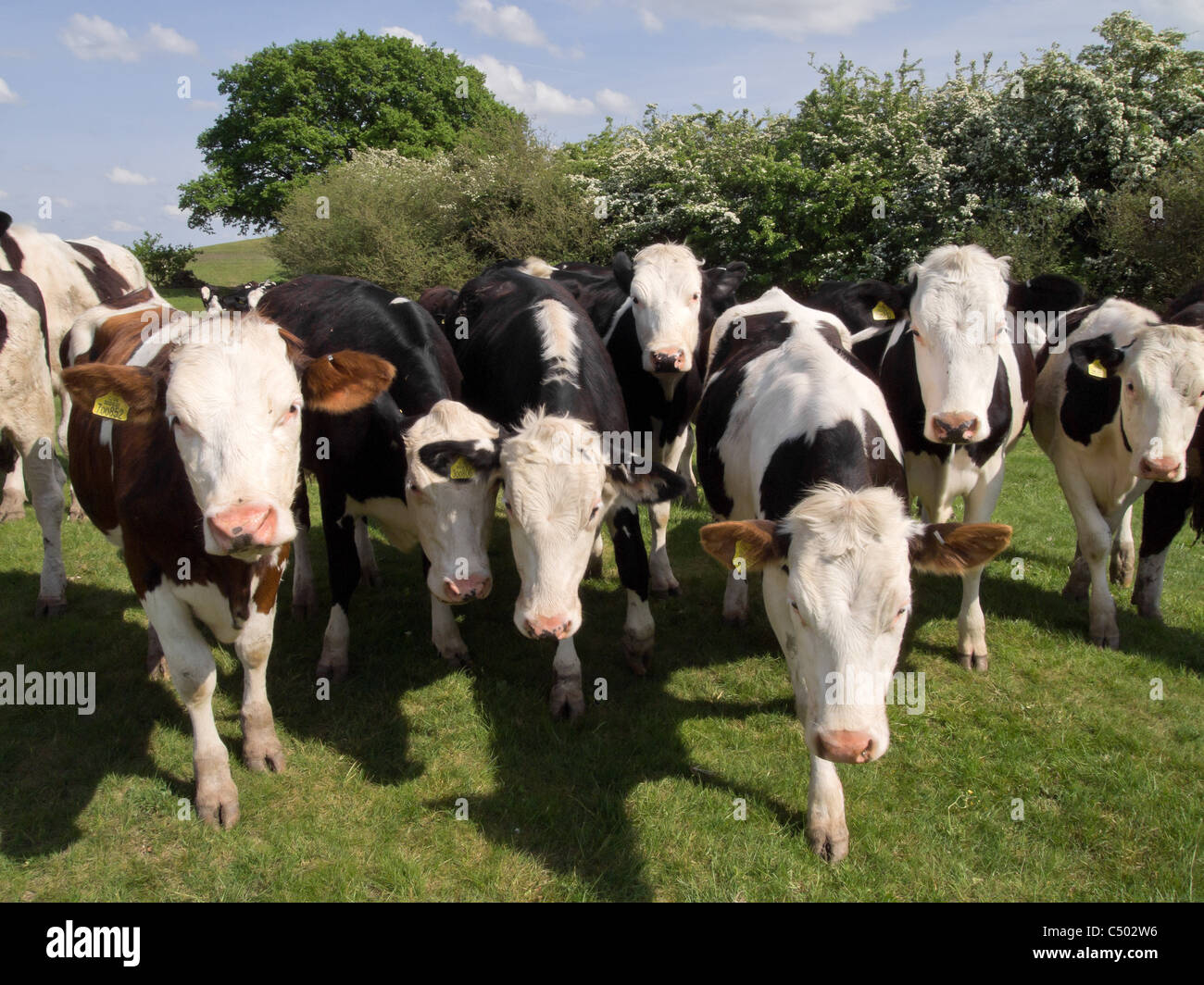 cattle cows livestock dairy herd farm Stock Photo - Alamy