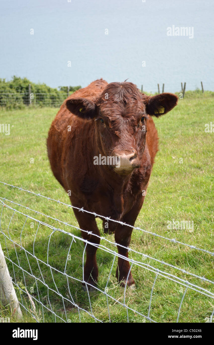 A brown cow Stock Photo - Alamy