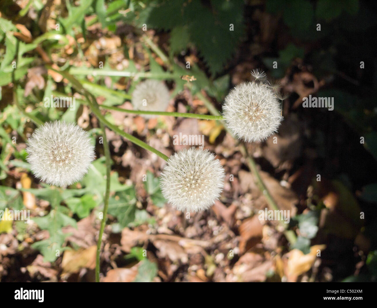 Yellow dandelion wild flowers growing wild in the countryside Stock ...