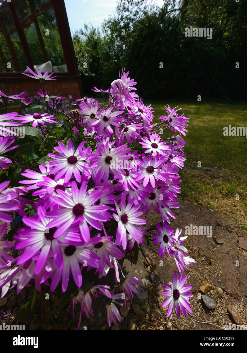 garden with plants and flowers Stock Photo - Alamy