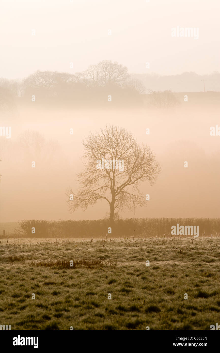 Lone tree silhouetted against morning mist Stock Photo - Alamy