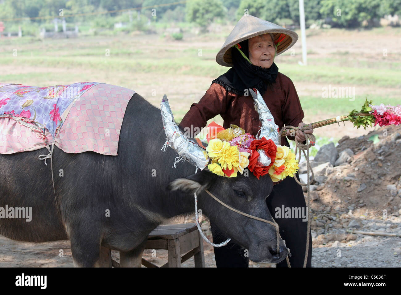 Vietnam, Vietnamese woman leads her decorated bull Stock Photo - Alamy