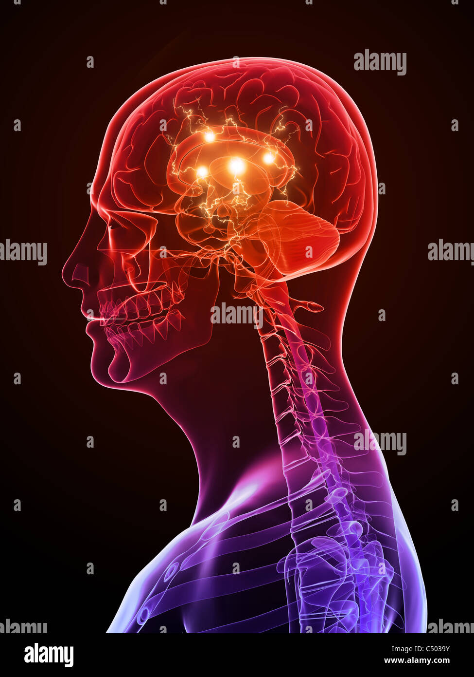 active brain Stock Photo - Alamy