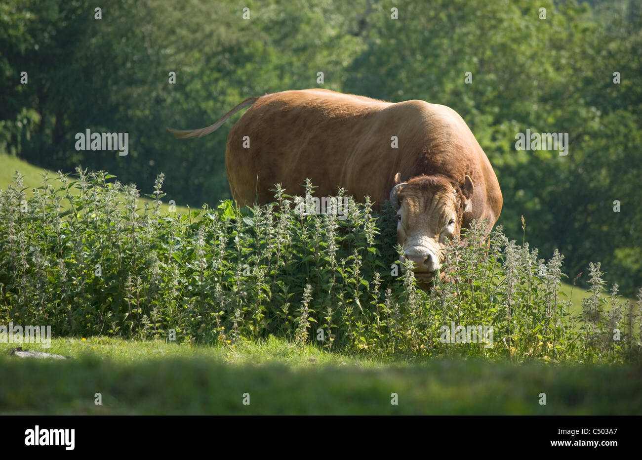 Bull looking aggresive Stock Photo - Alamy