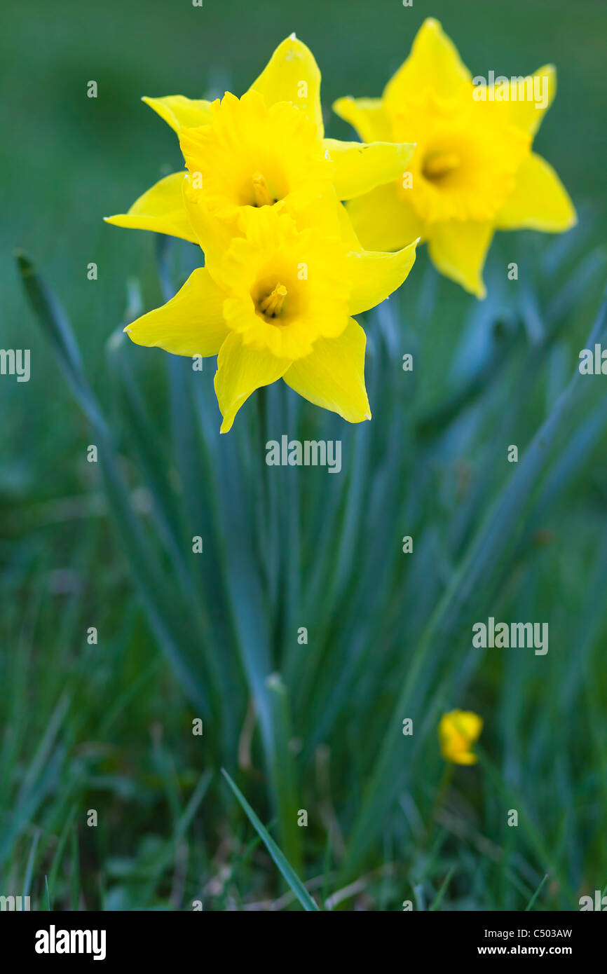 Yellow Flowers, Scotland, Europe Stock Photo - Alamy