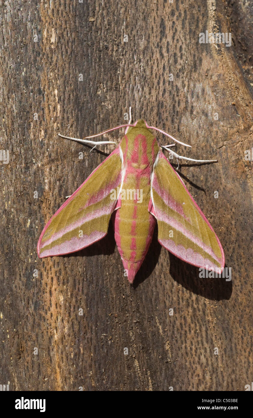 Hawk moth cocoon hi-res stock photography and images - Alamy