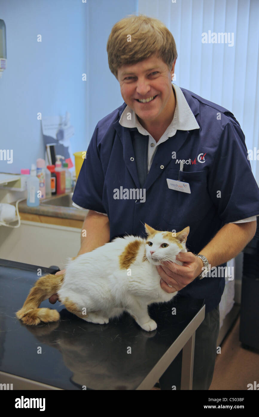 A Cat at the vets having her temperture taken , England Stock Photo - Alamy