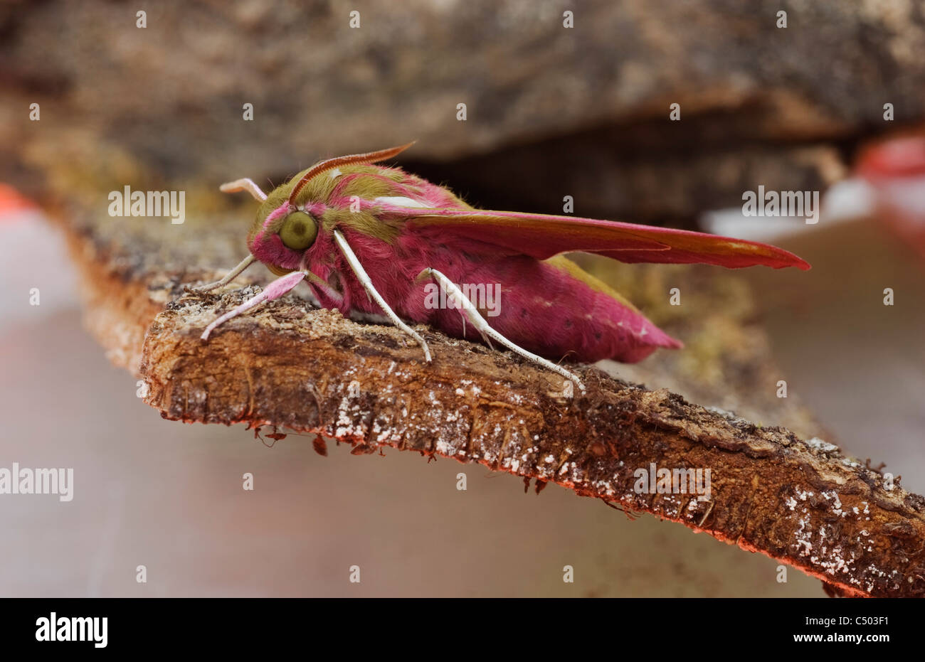 Hawk moth cocoon hi-res stock photography and images - Alamy